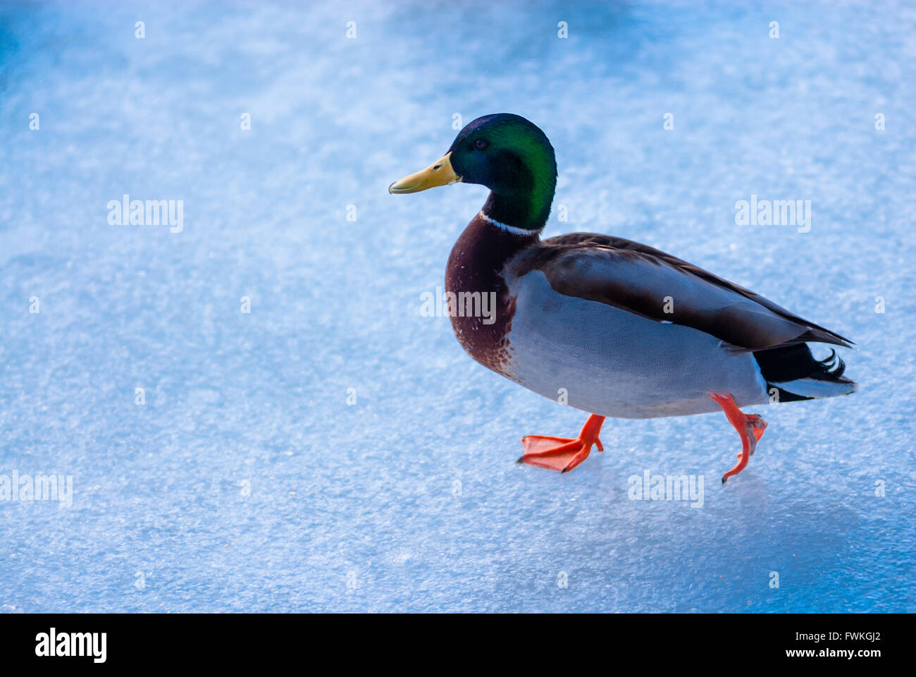 Duck walking hi-res stock photography and images - Alamy