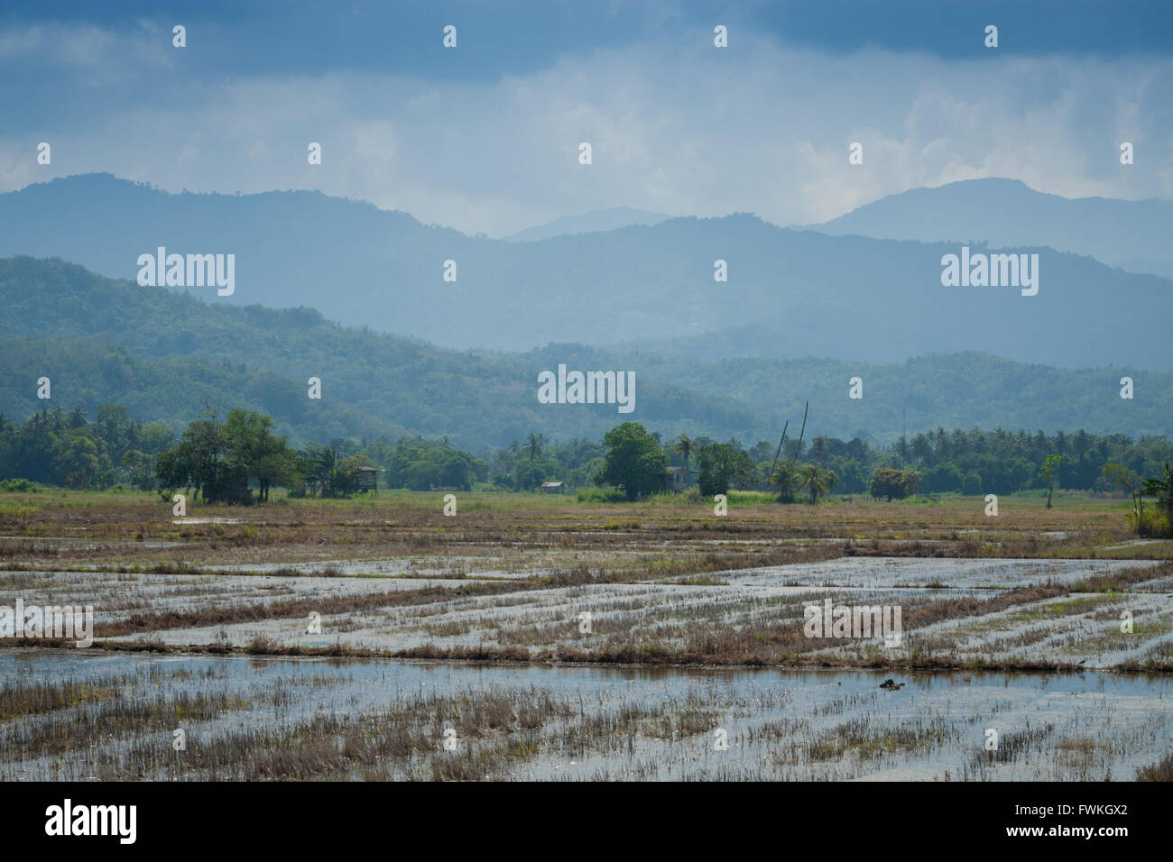 Rice padi or paddi fields in Sabah north Borneo Stock Photo - Alamy