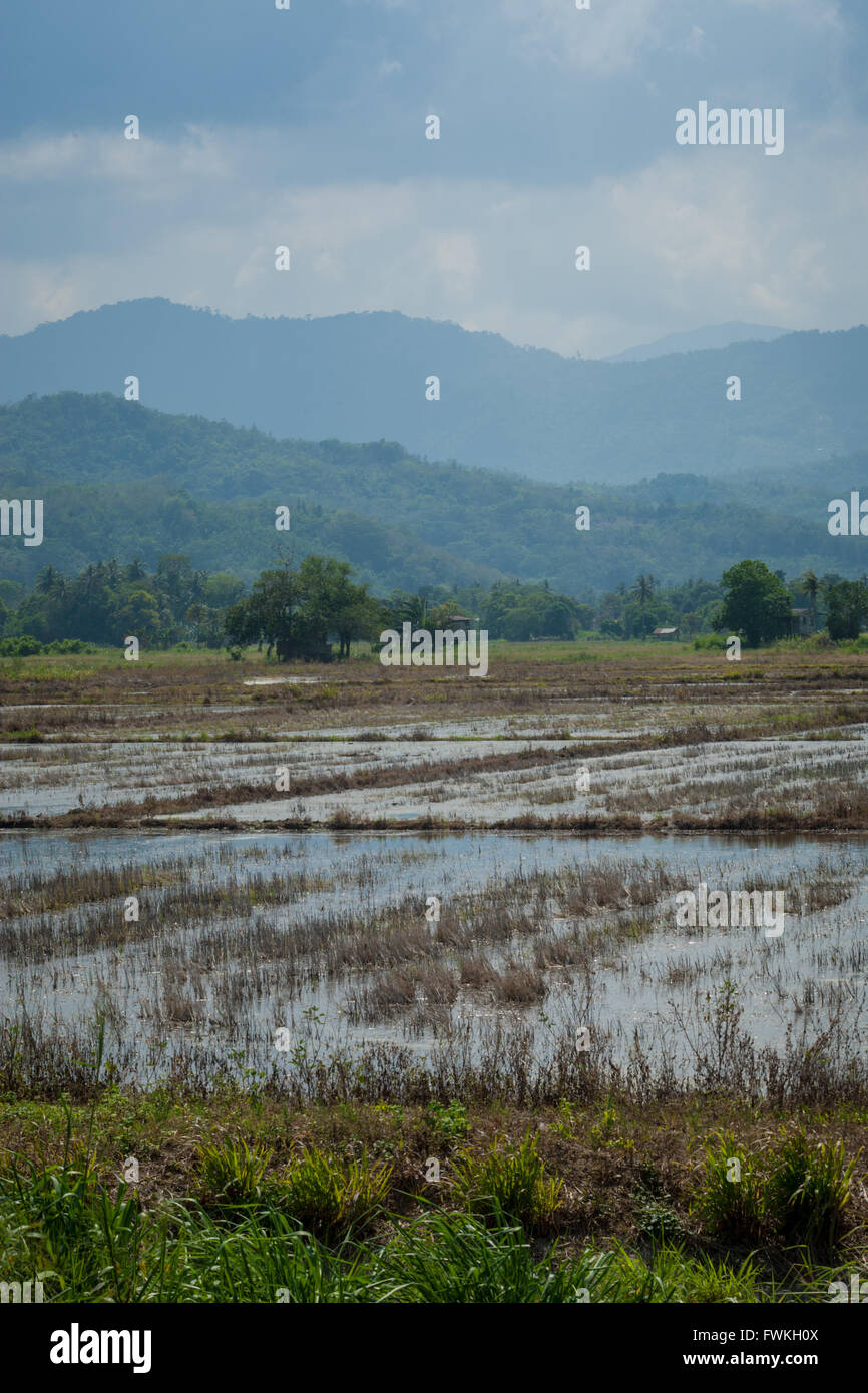 Rice padi or paddi fields in Sabah north Borneo Stock Photo - Alamy