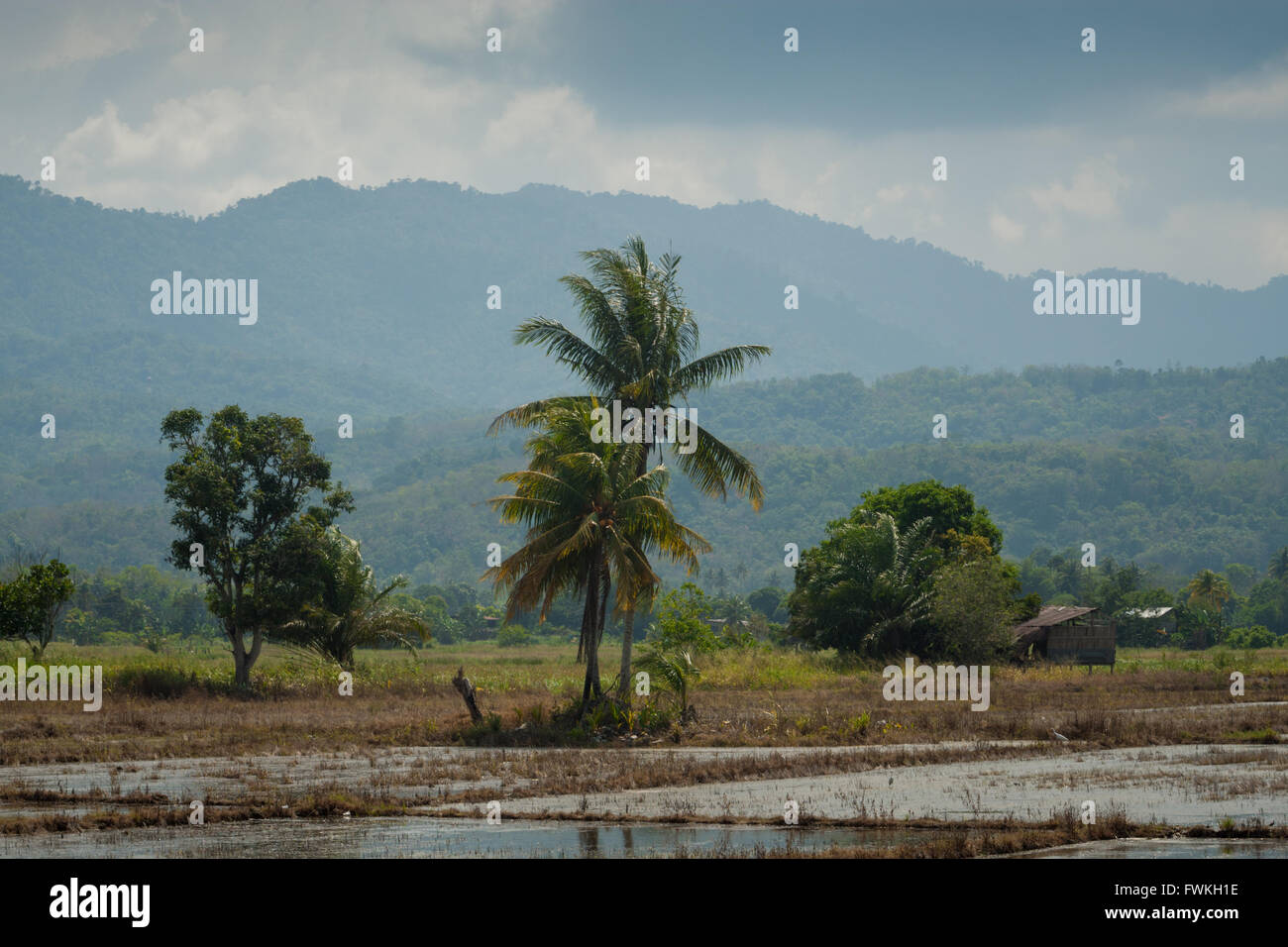 Rice padi or paddi fields in Sabah north Borneo Stock Photo - Alamy