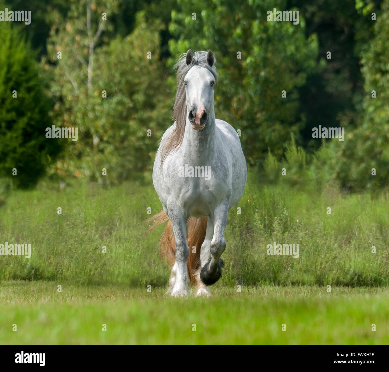 Dapple Gray Horse High Resolution Stock Photography and Images - Alamy