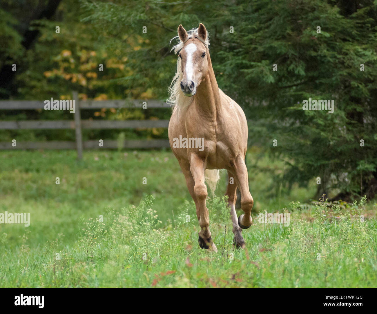 Palomino pony hi-res stock photography and images - Alamy