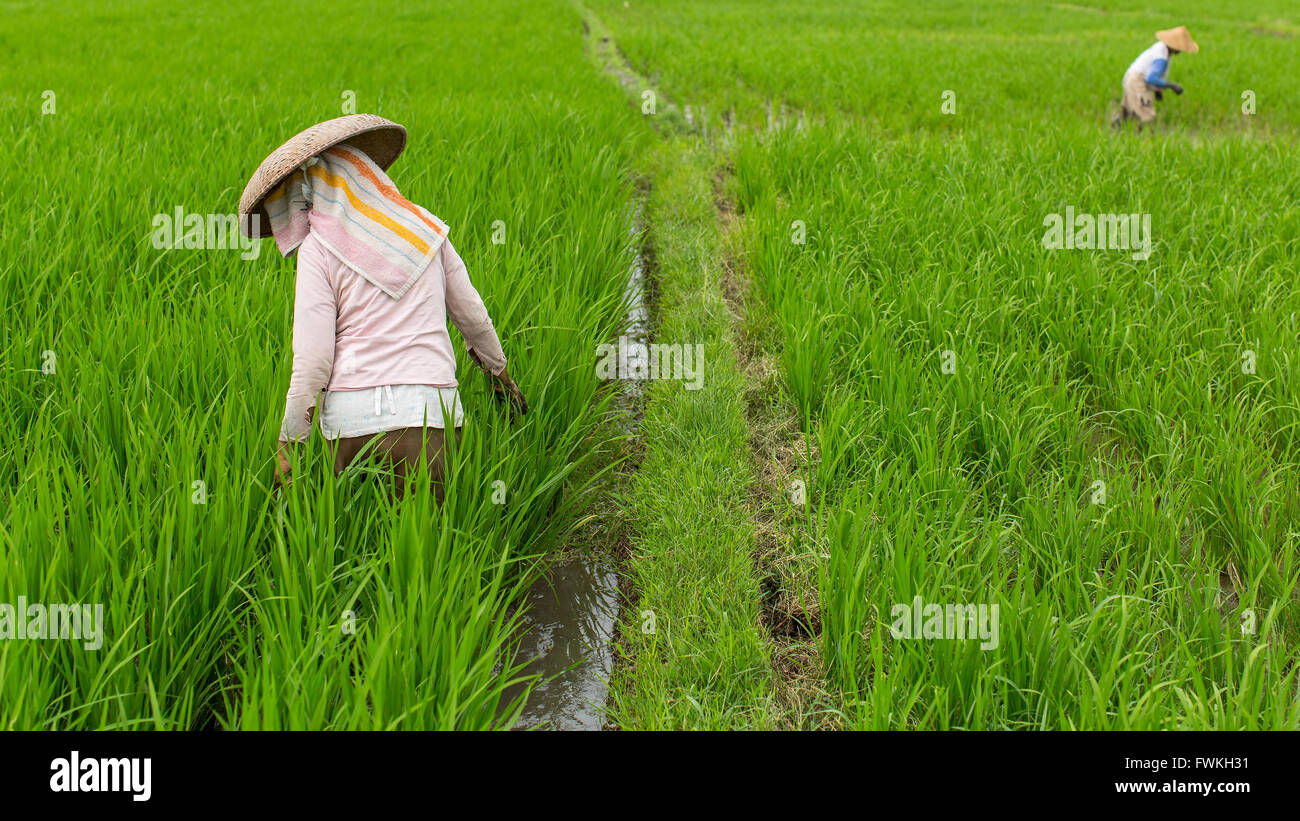 Indonesian farmers in the rice fields Stock Photo - Alamy