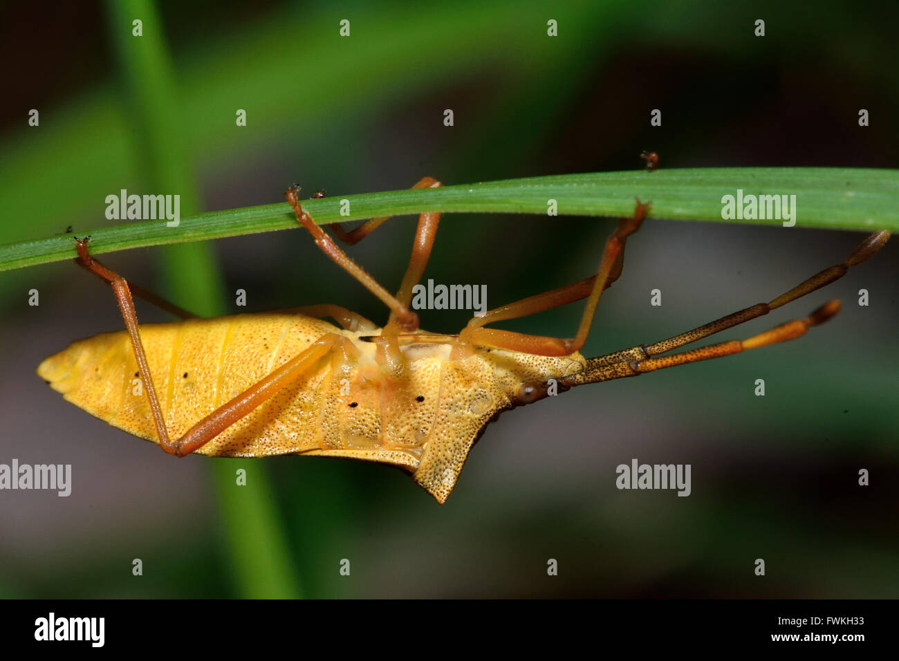 Box bug (Gonocerus acuteangulatus) underside. Distinctive true bug in ...