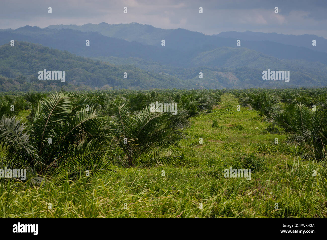 Borneo palm oil plantation hi-res stock photography and images - Alamy
