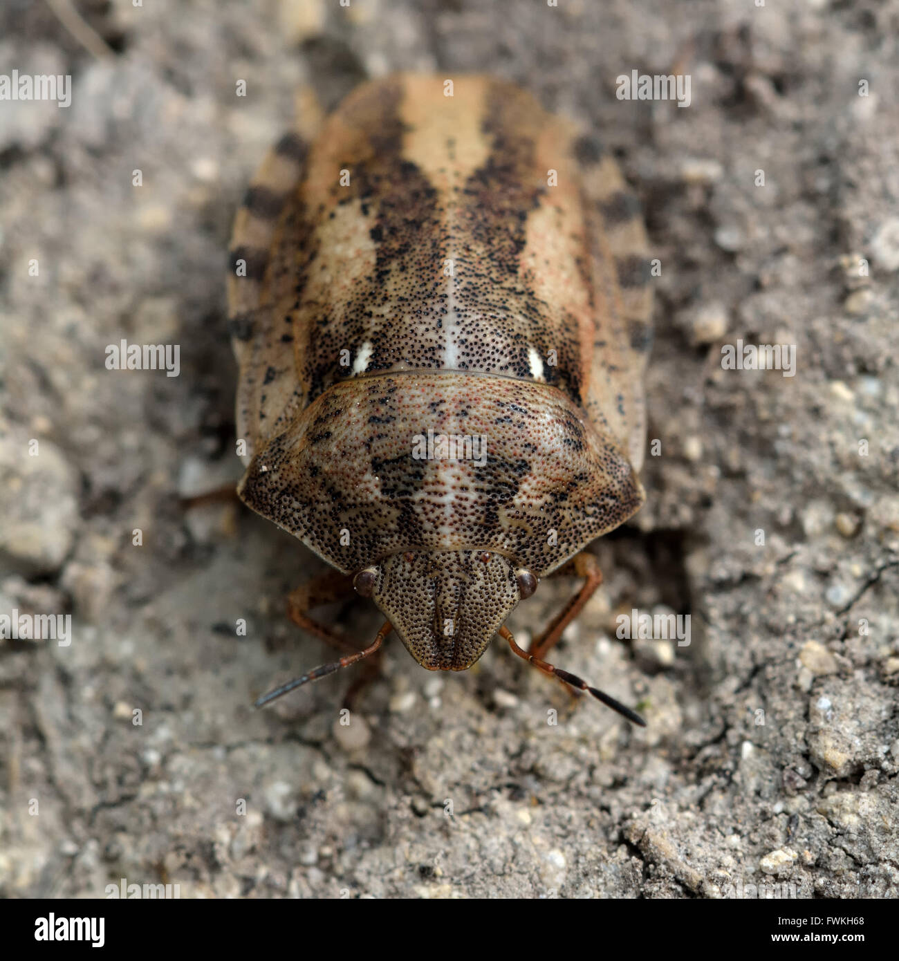 Tortoise shieldbug (Eurygaster testudinaria). Small brown true bug in ...
