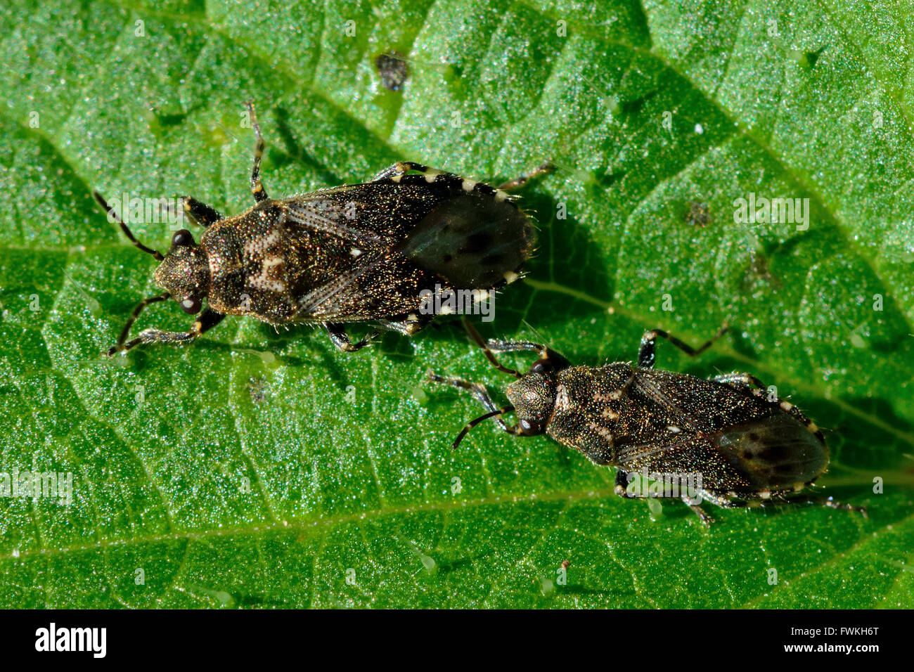 Nettle ground bug (Heterogaster urticae). Pair of ground bugs in the family Lygaeidae, on nettle ...