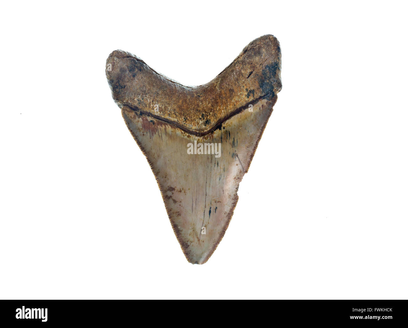 Back of a fossilised tooth from a prehistoric C. Megalodon shark Stock ...