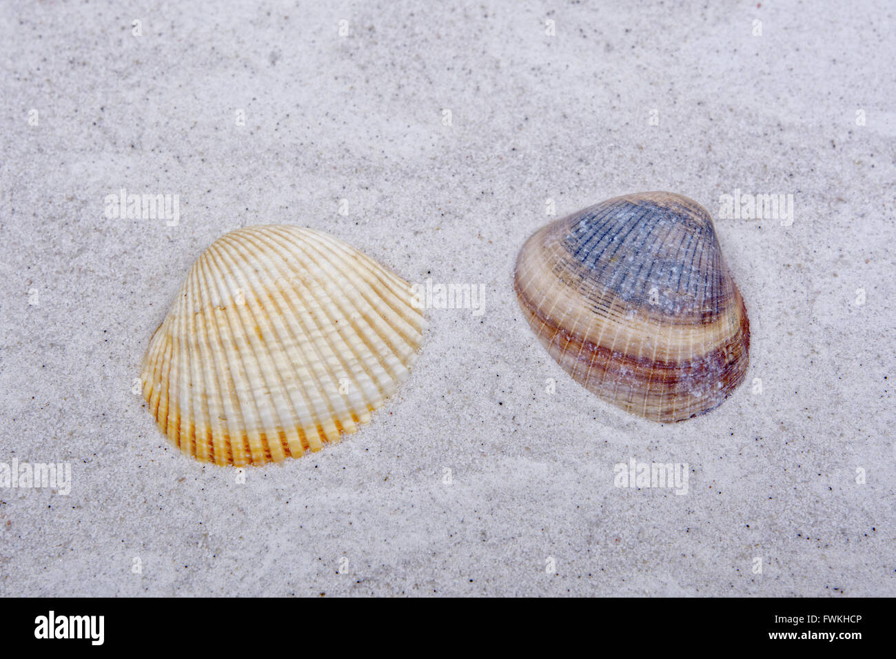 Sea shells on a grey sand background Stock Photo - Alamy