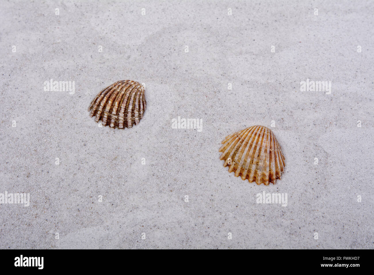 Sea shells on a grey sand background Stock Photo - Alamy
