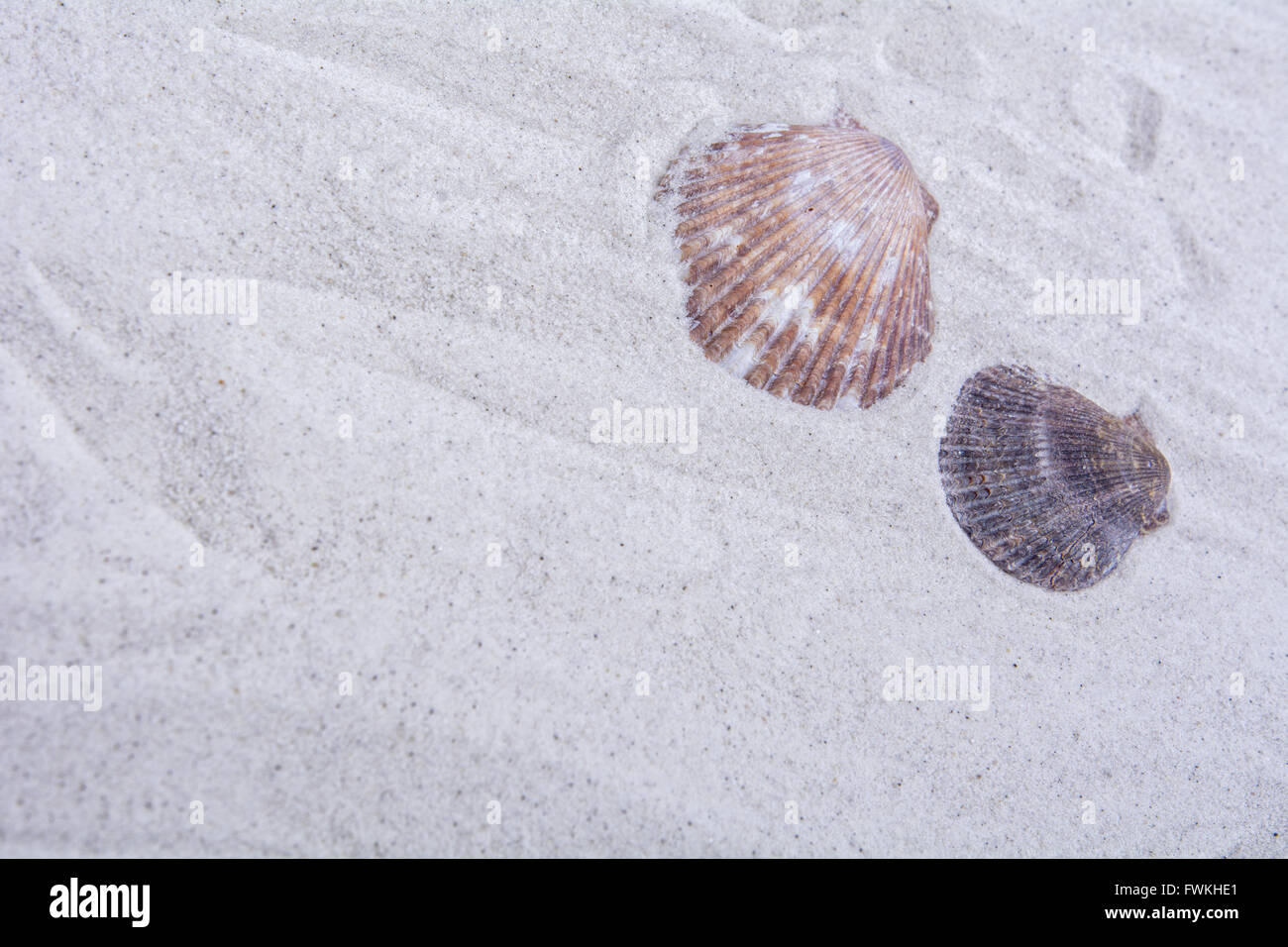 Sea shells on a grey sand background Stock Photo - Alamy