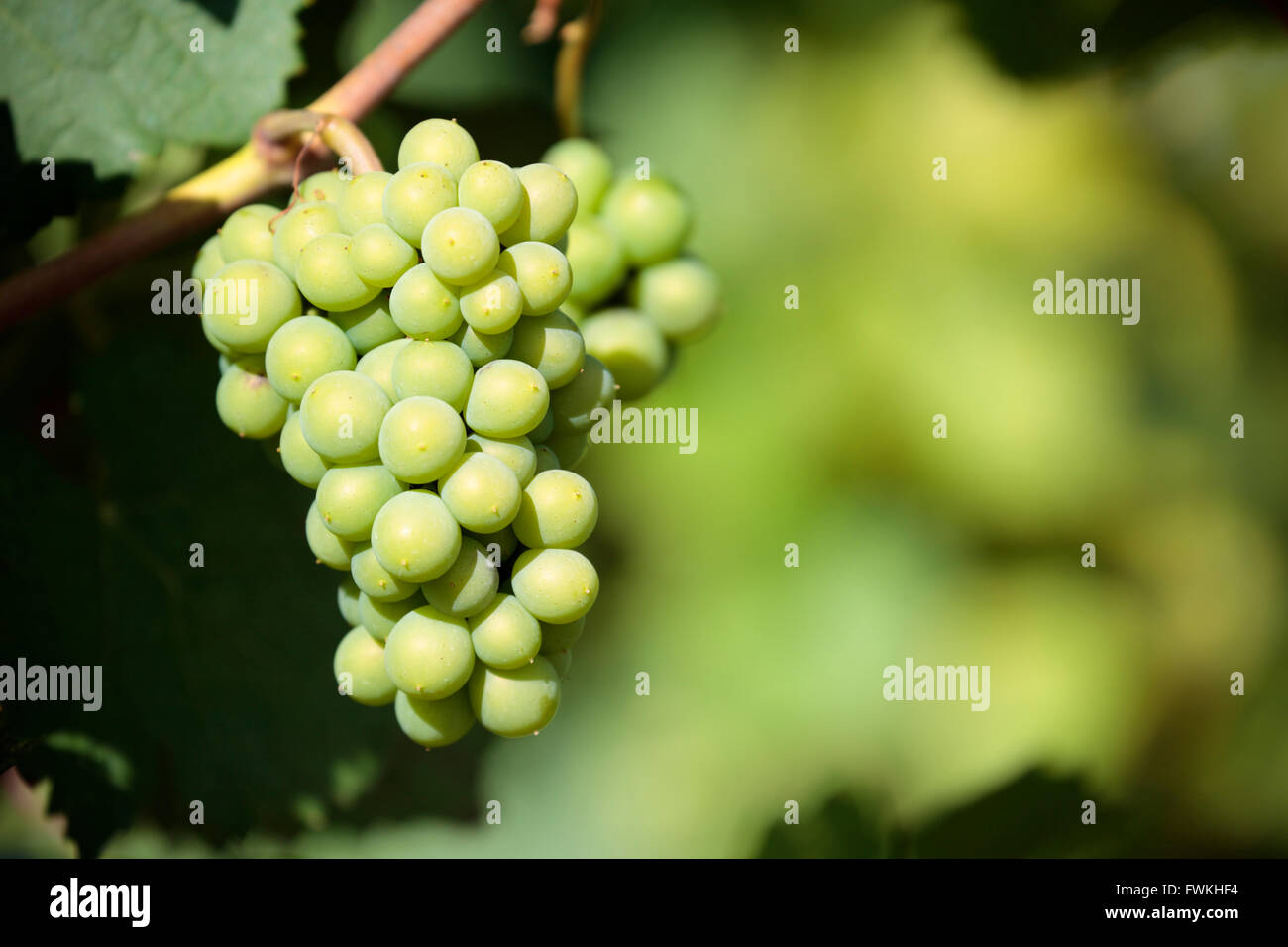 White burgundy france wine hi-res stock photography and images - Alamy
