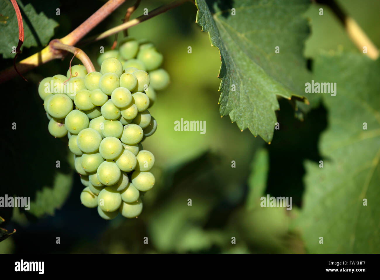 White burgundy france wine hi-res stock photography and images - Alamy