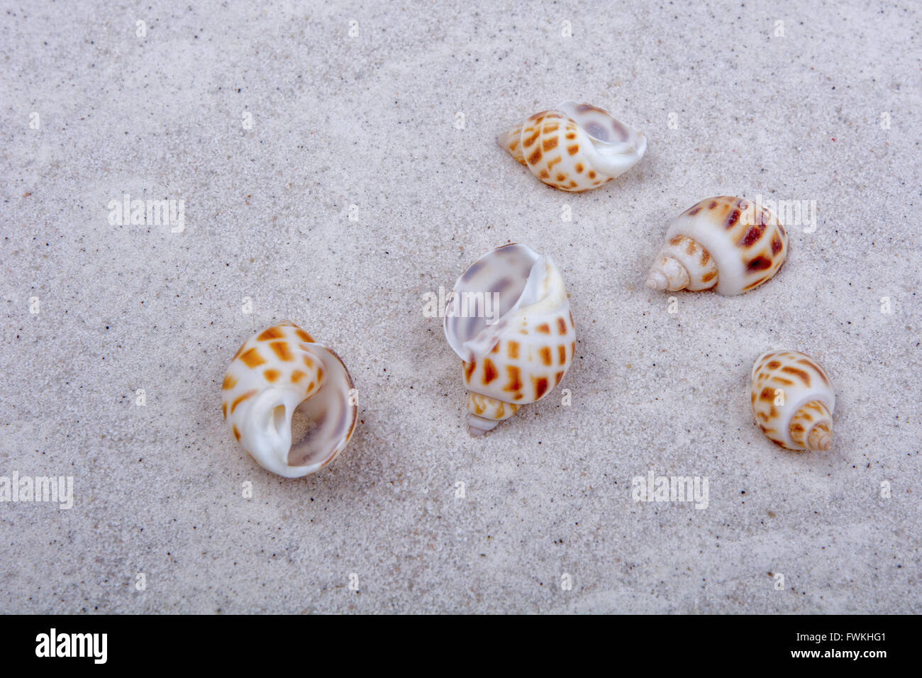Sea shells on a grey sand background Stock Photo - Alamy