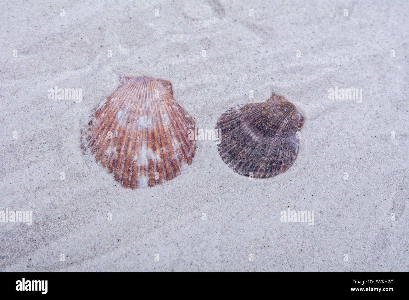 Sea shells on a grey sand background Stock Photo - Alamy