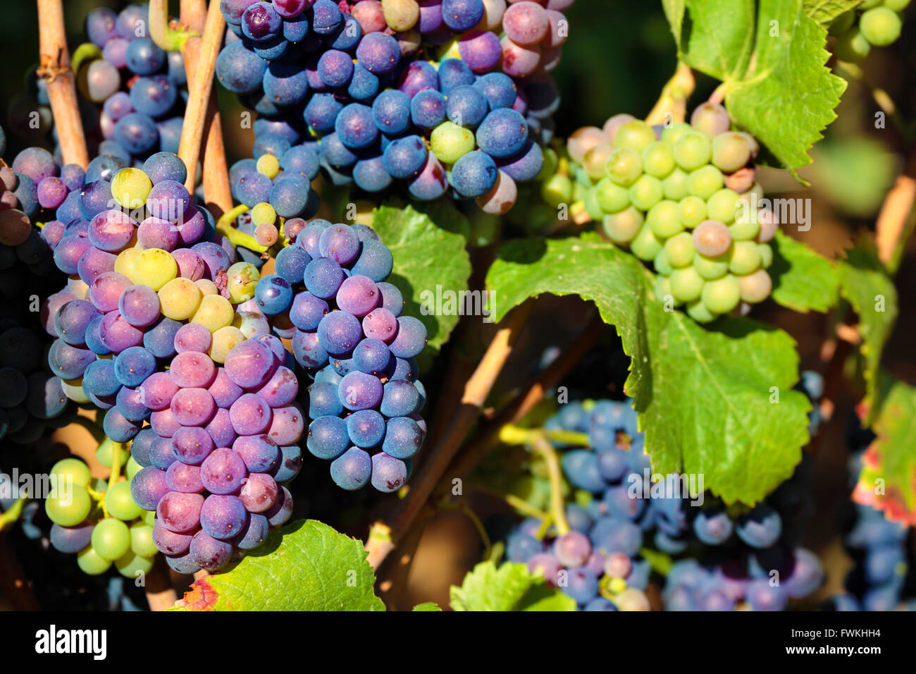 Burgundy vineyard hi-res stock photography and images - Alamy