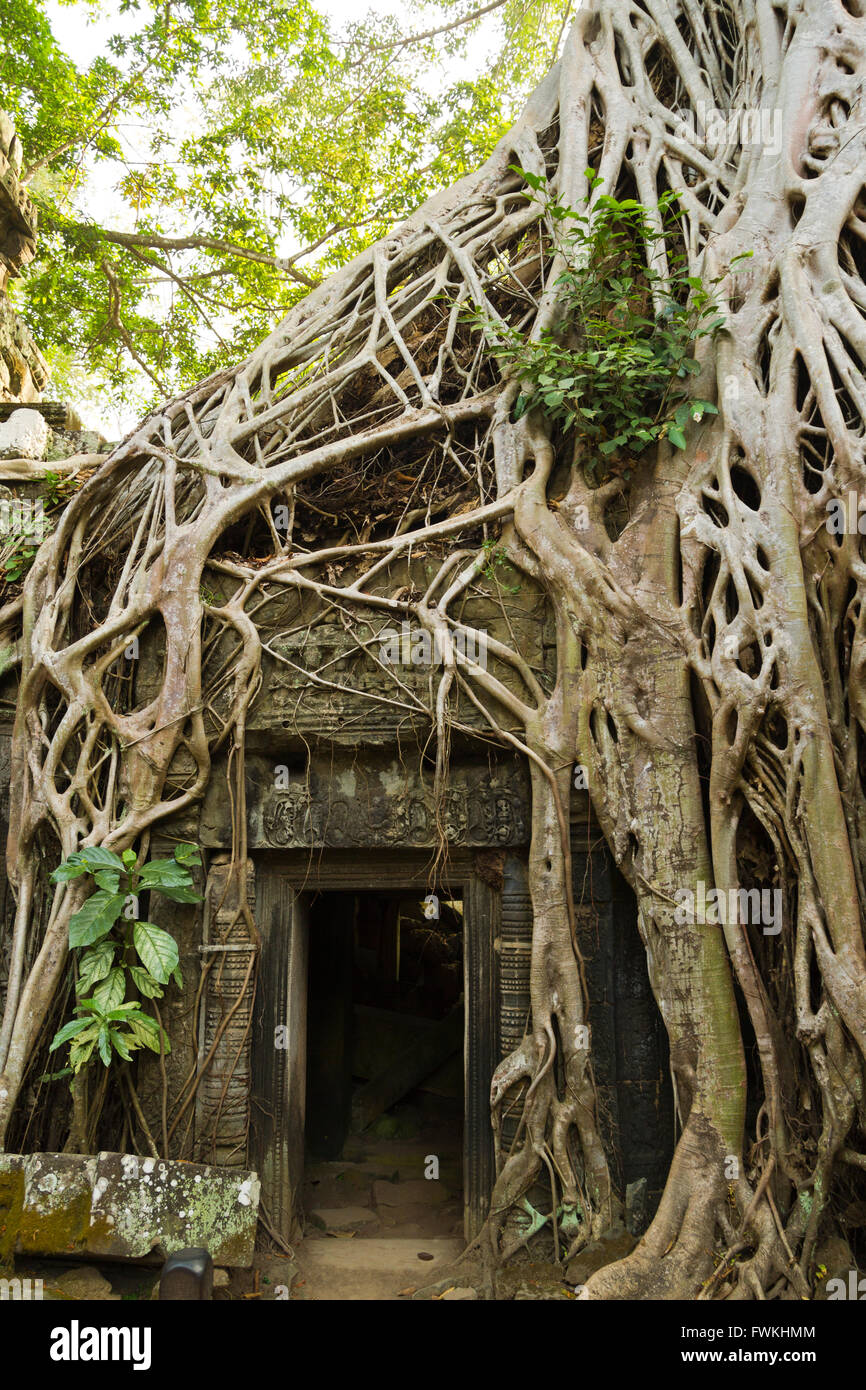 Twisted roots at Ta Prom Temple Stock Photo - Alamy