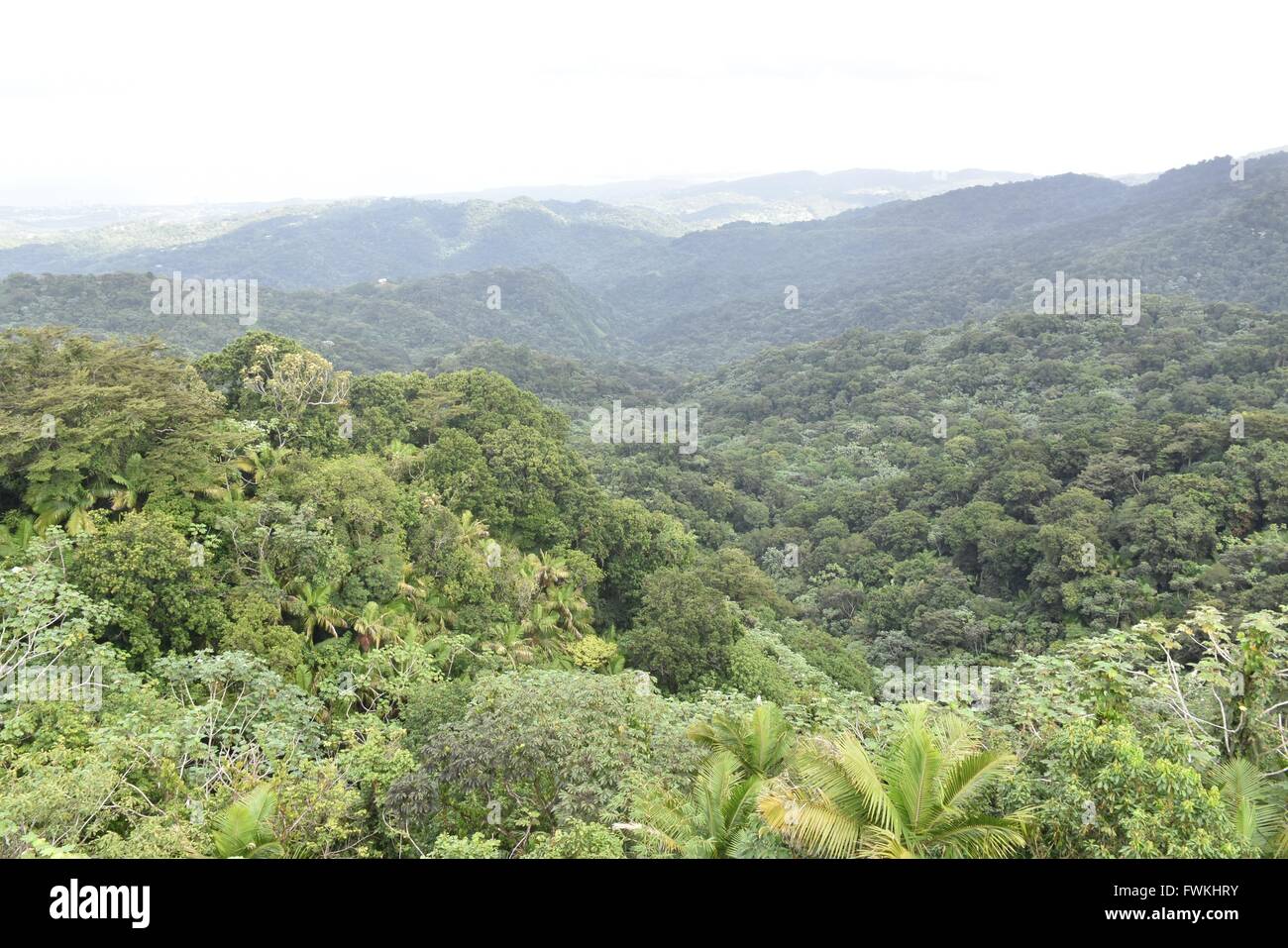 View of the Puerto Rico rain forest Stock Photo - Alamy
