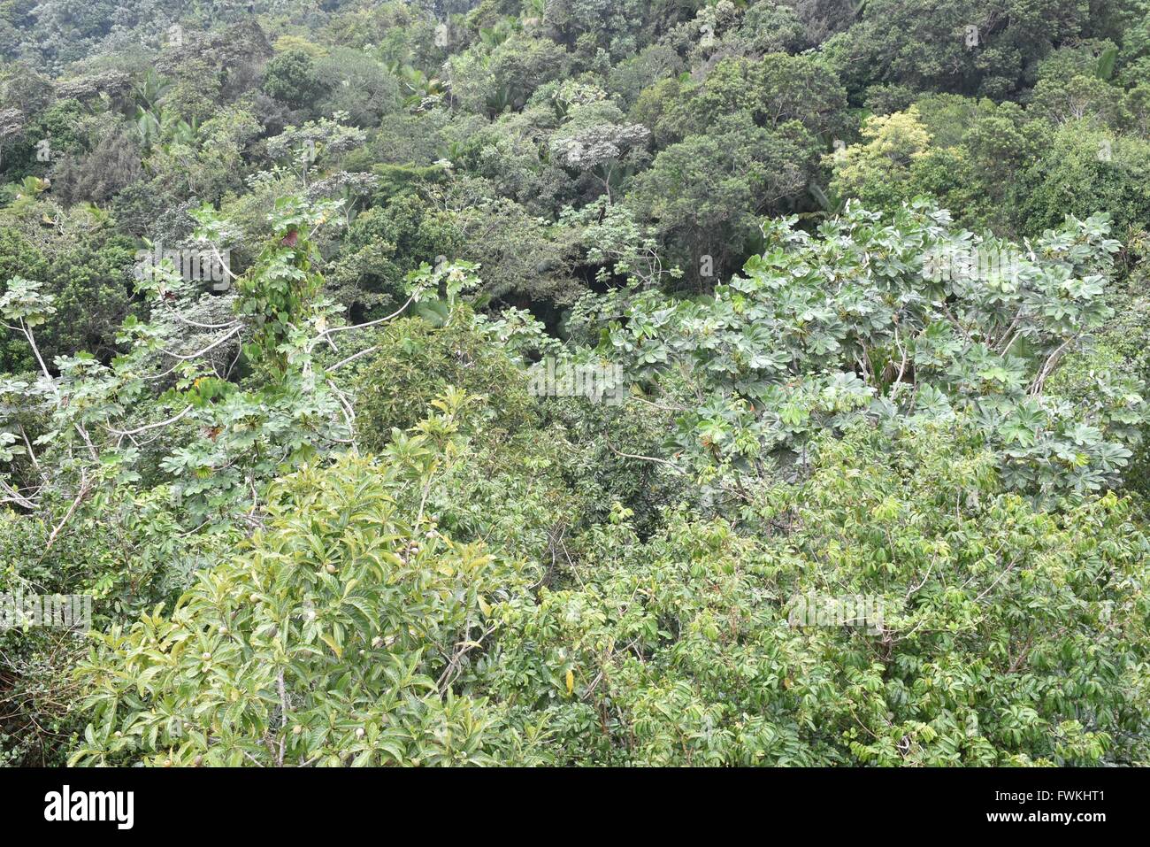 View of the Puerto Rico rain forest Stock Photo - Alamy