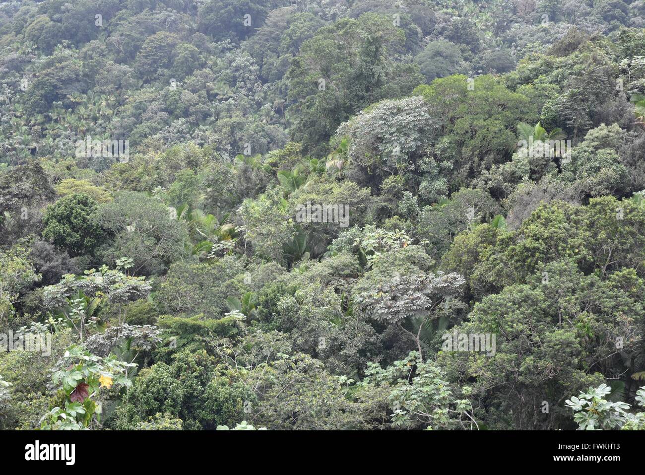 View of the Puerto Rico rain forest Stock Photo - Alamy