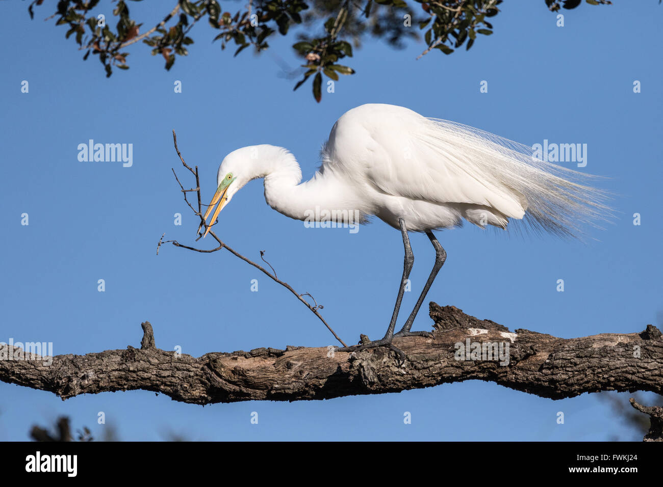 Great egrets rookery tree hi-res stock photography and images - Alamy