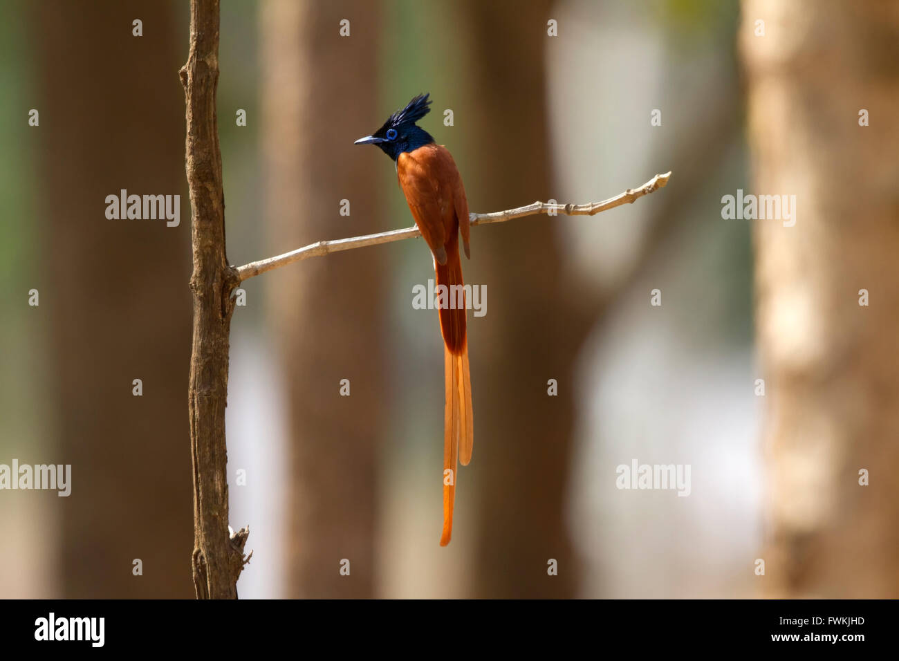 The Indian paradise flycatcher (Terpsiphone paradisi), is medium-sized ...