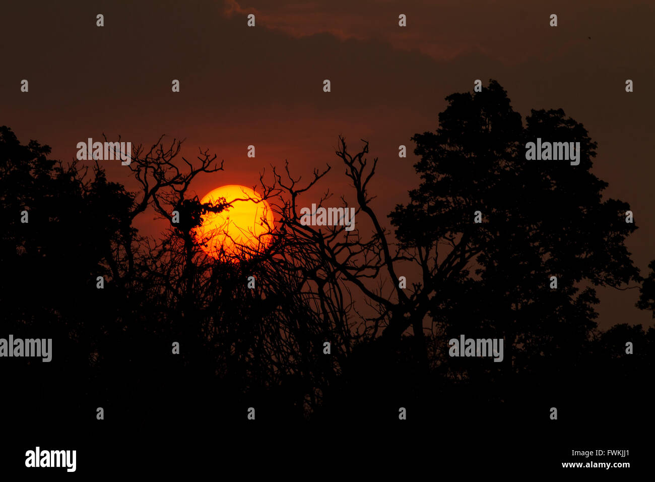 Light coming through tree branch hi-res stock photography and images ...
