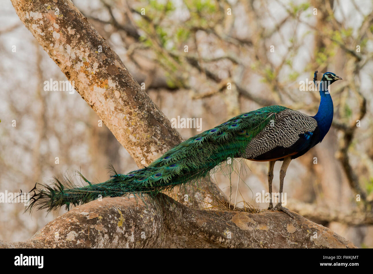 A beautiful peacock on tree Stock Photo - Alamy
