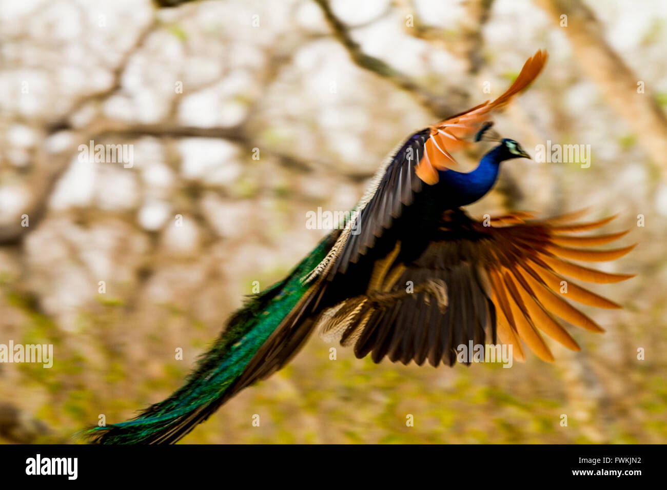 Indian Peacock Flying