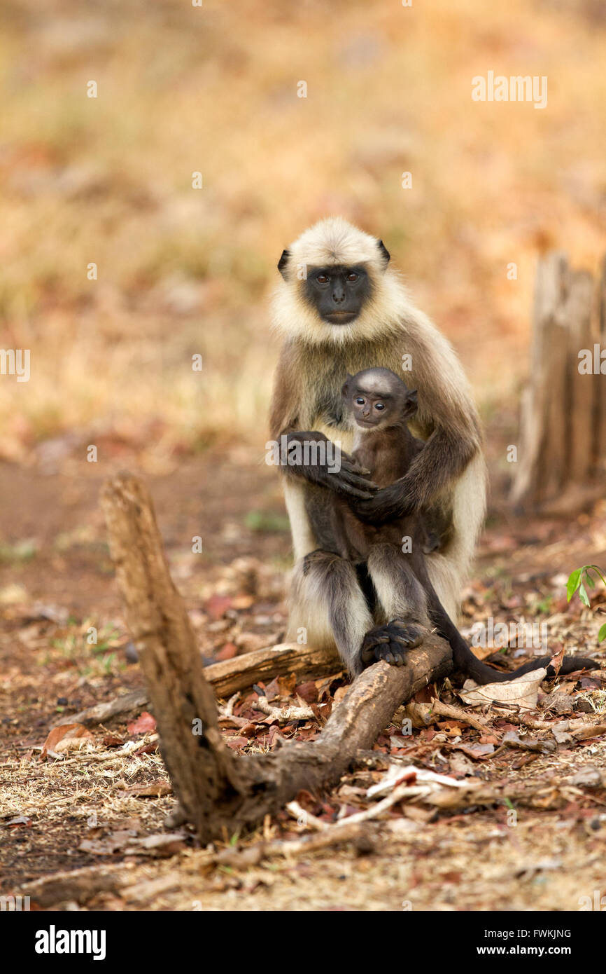 Baby Gray langur sitting with mother Stock Photo - Alamy
