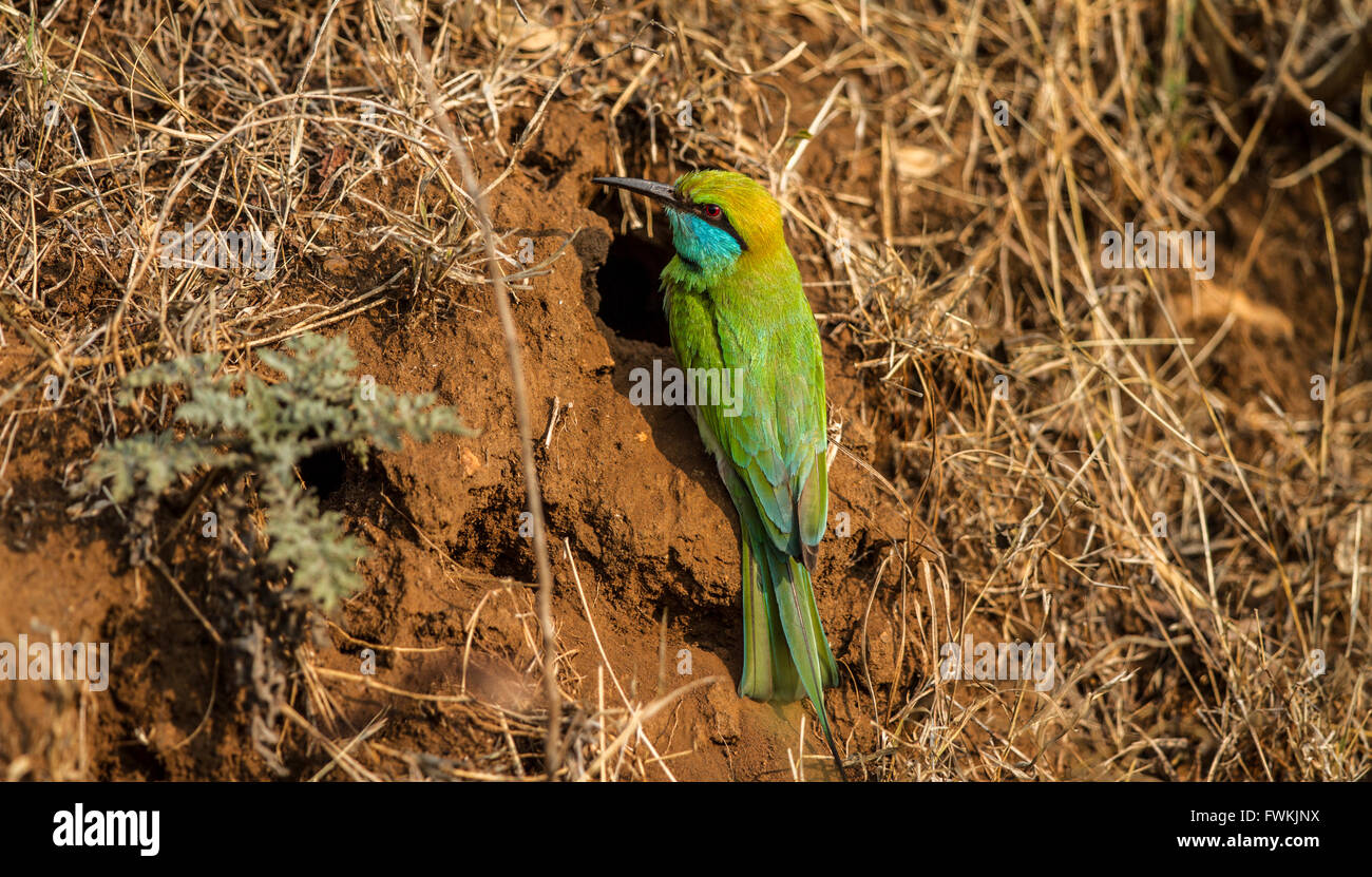 Green Bee-eater standing on the front of nest Stock Photo - Alamy