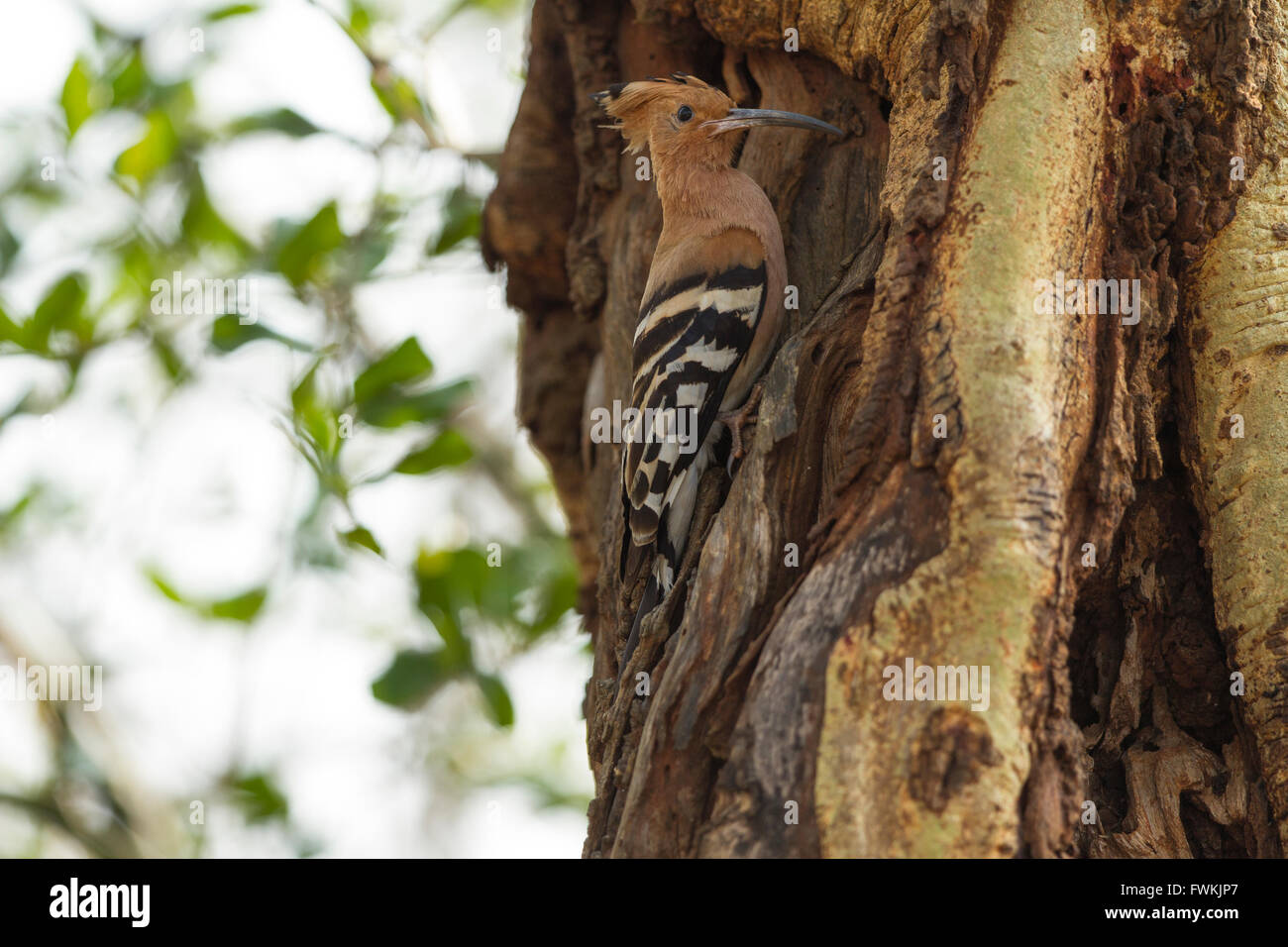 Eurasian Hoopoe or Common Hoopoe (Upupa epops) the beautiful brown bird ...