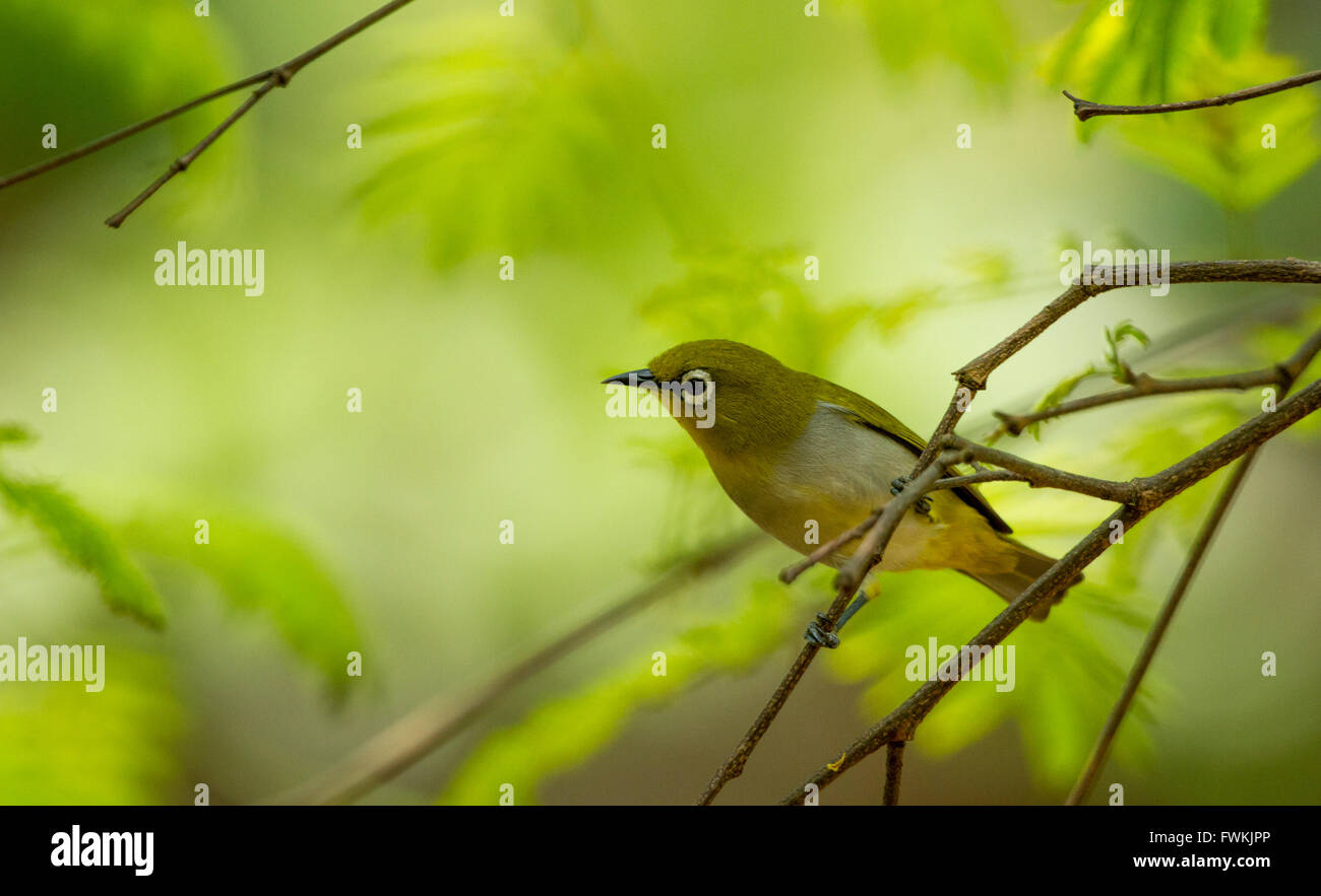 Japanese white eyes bird hi-res stock photography and images - Alamy