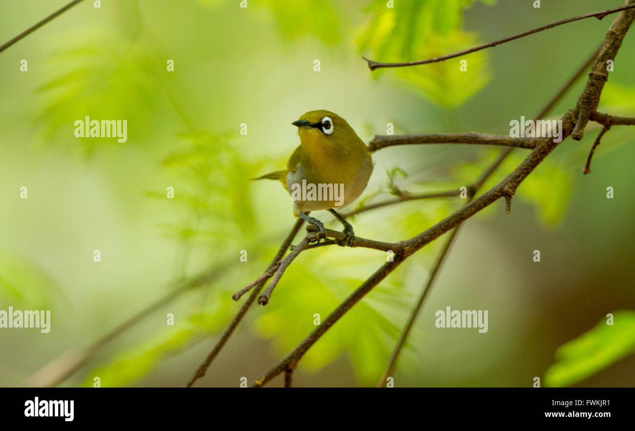 Oriental White eye Bird Stock Photo - Alamy