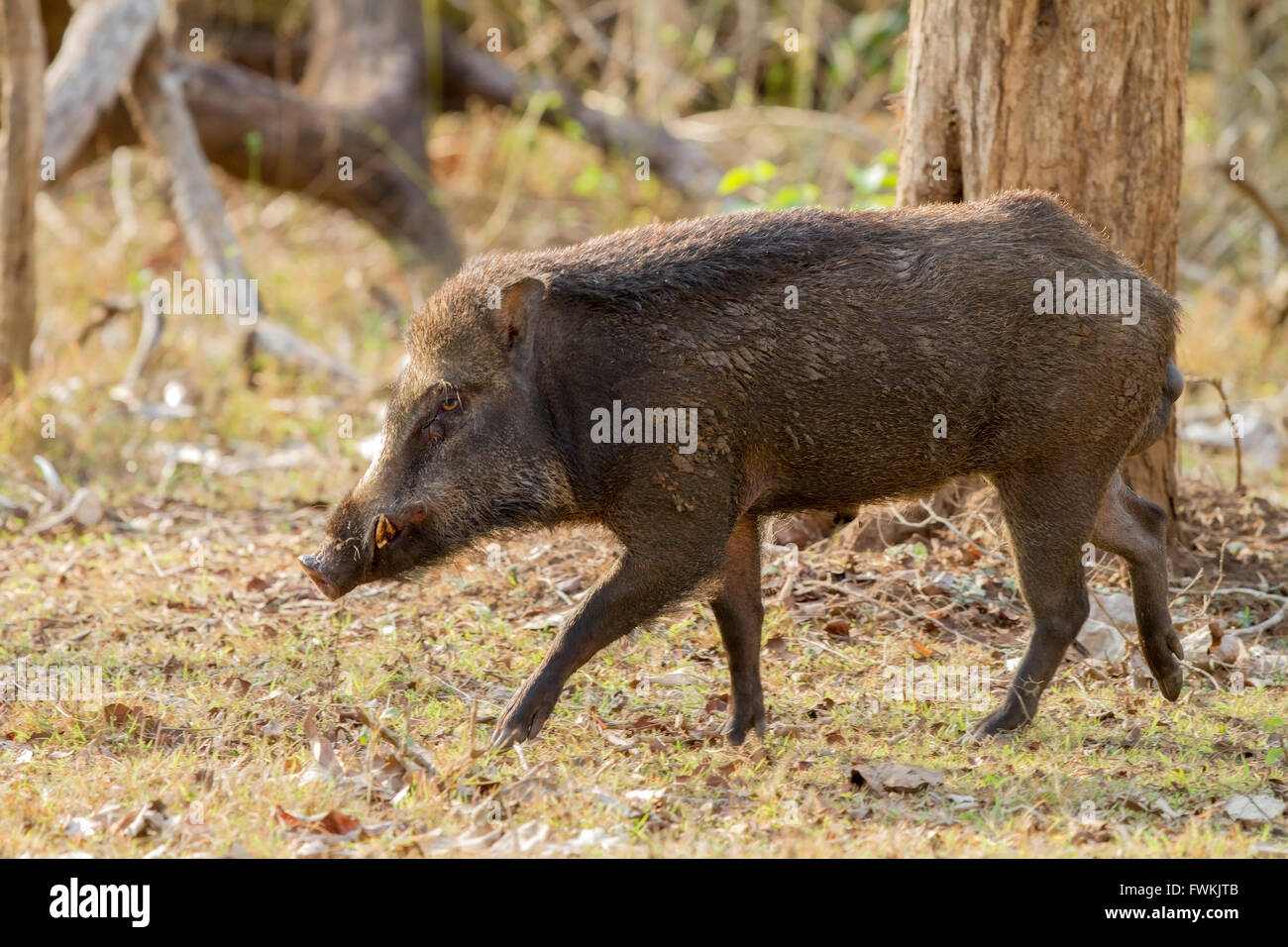 Indian wild boar in the forest Stock Photo - Alamy