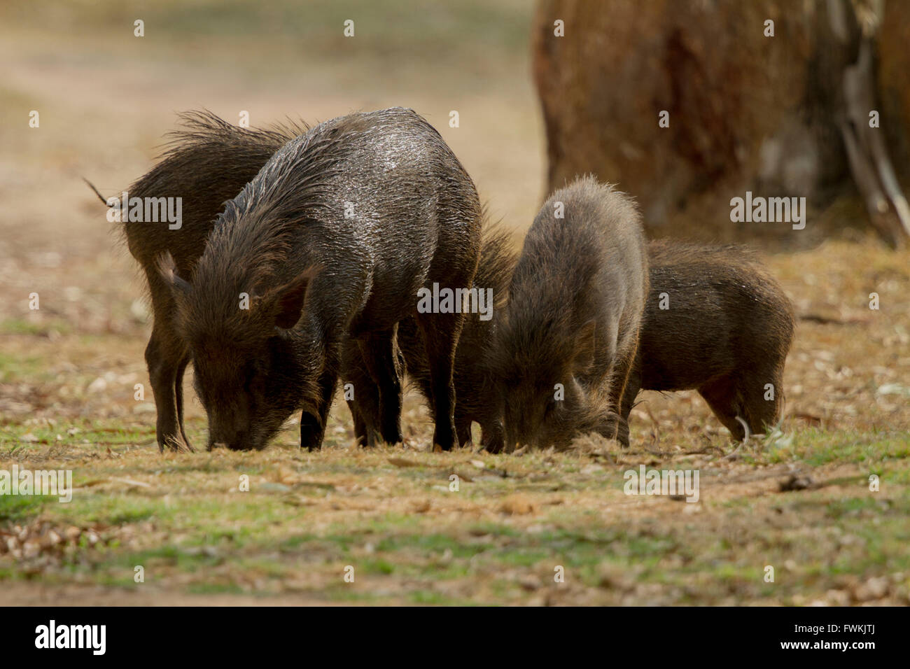 Indian wild boar young hi-res stock photography and images - Alamy