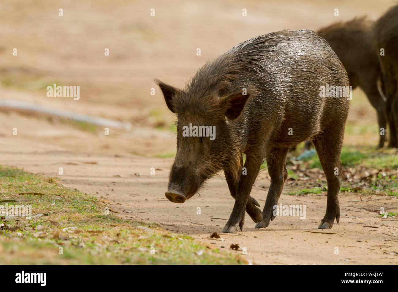 Indian wild boar in the forest Stock Photo - Alamy