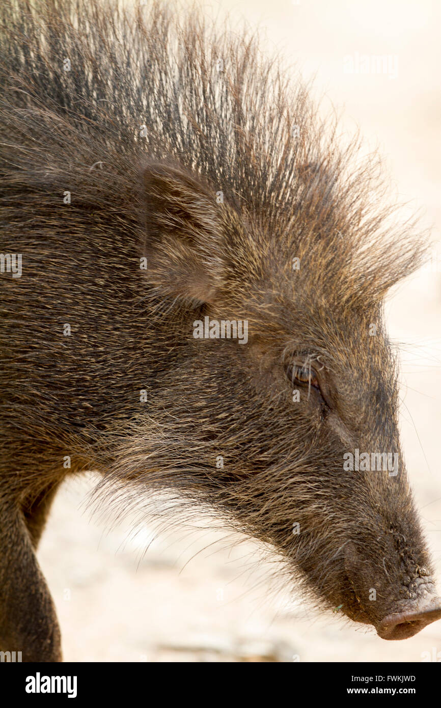 Indian wild boar young hi-res stock photography and images - Alamy