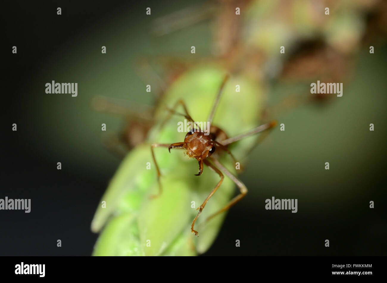 Ant attack hi-res stock photography and images - Alamy
