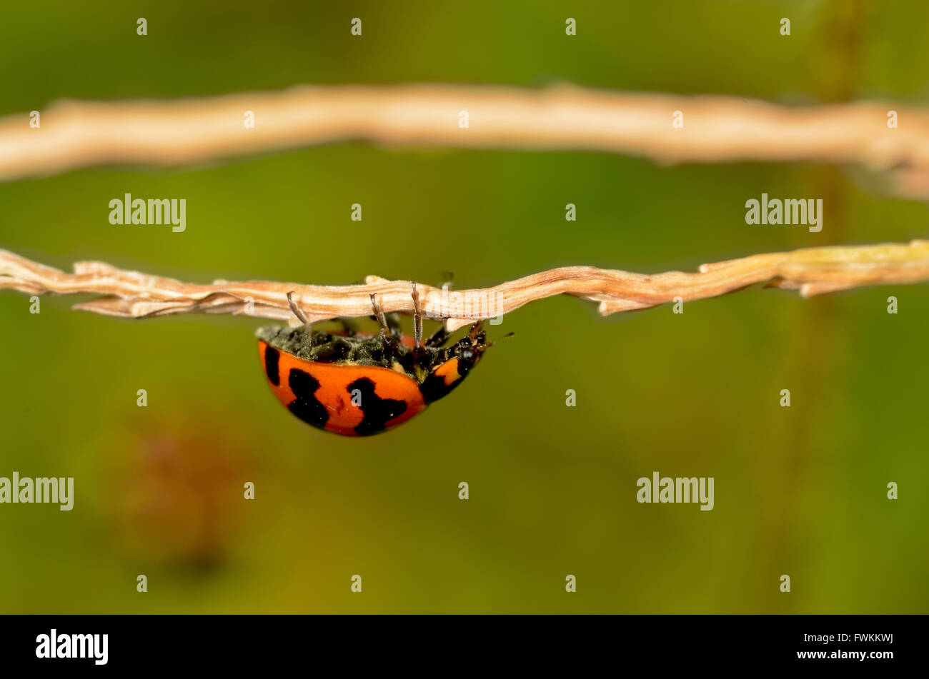 Ladybird legs hi-res stock photography and images - Alamy