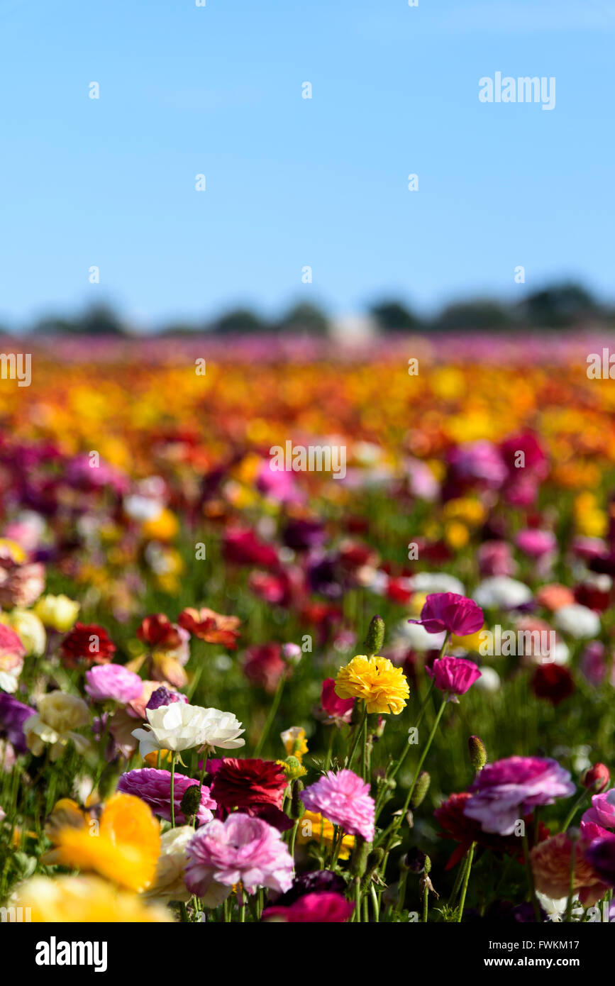 Narrow field of focus on a small group of colorful flowers Stock Photo ...