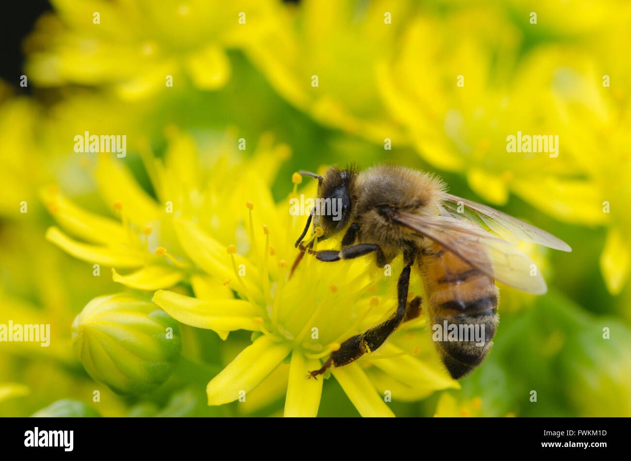 Bee eye close up hi-res stock photography and images - Alamy
