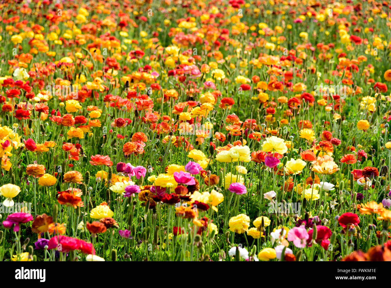 Ranunculus plants hi-res stock photography and images - Alamy