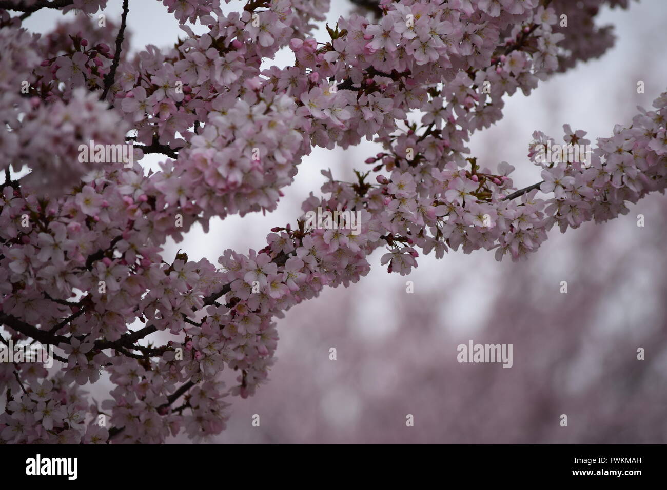 Sakura field hi-res stock photography and images - Alamy