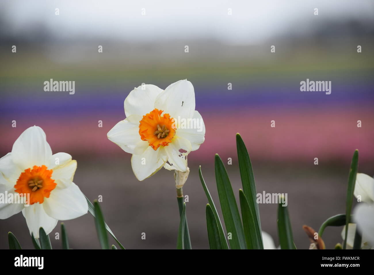 First touch garden hi-res stock photography and images - Alamy