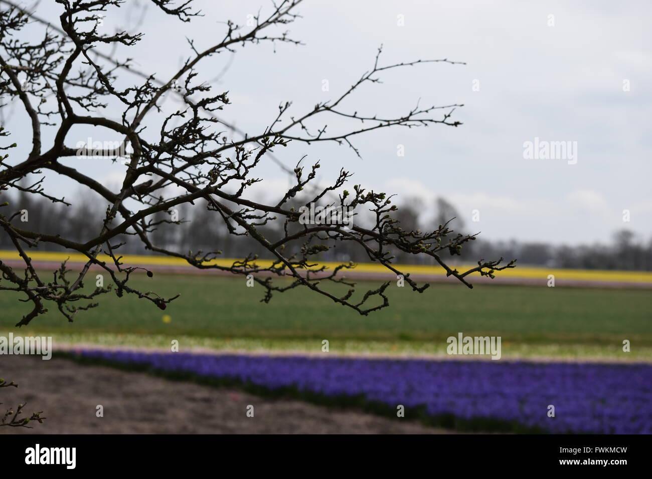 Spring vs Summer Stock Photo - Alamy