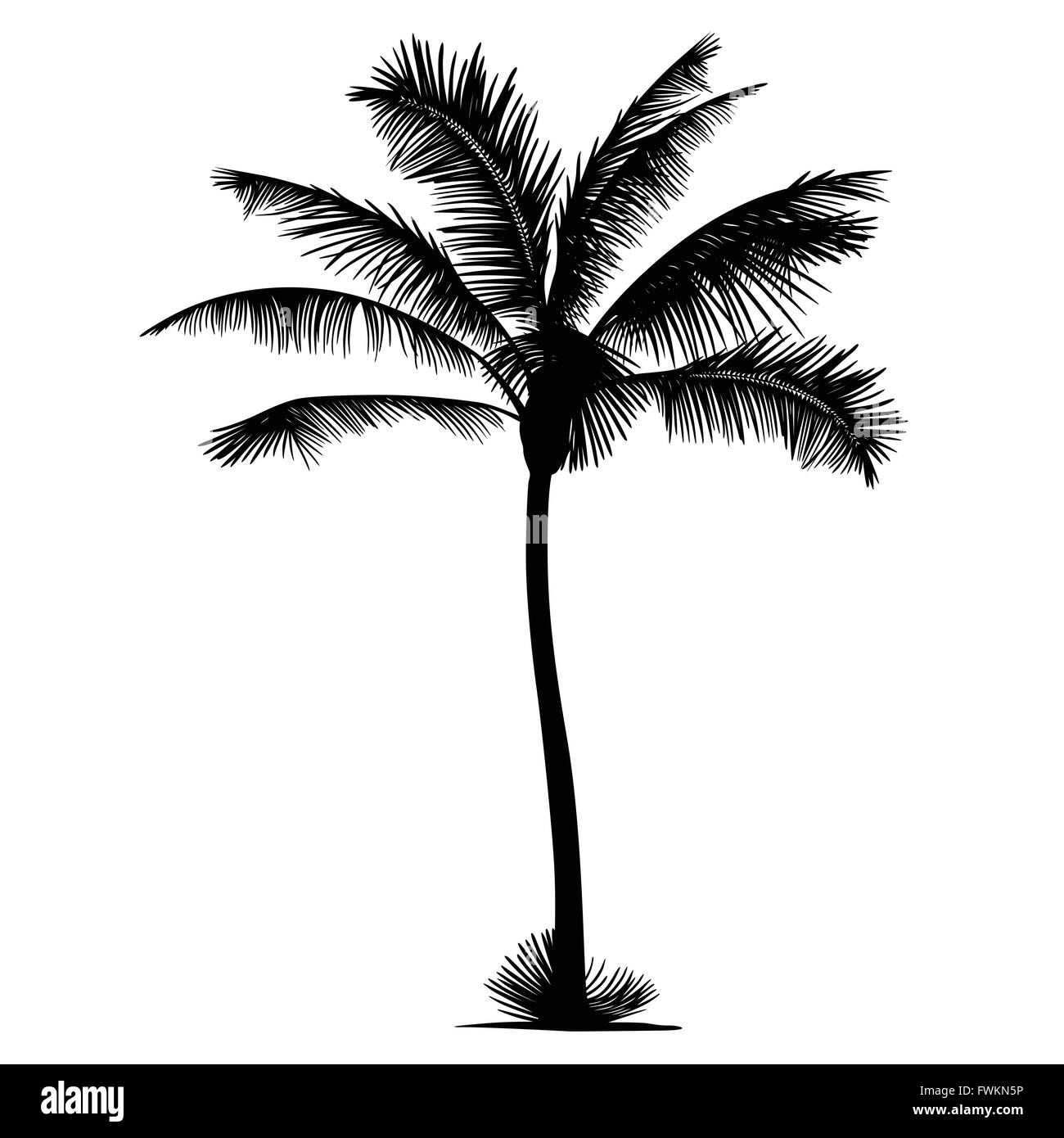 Palm tree leaf detailed Black and White Stock Photos & Images - Alamy