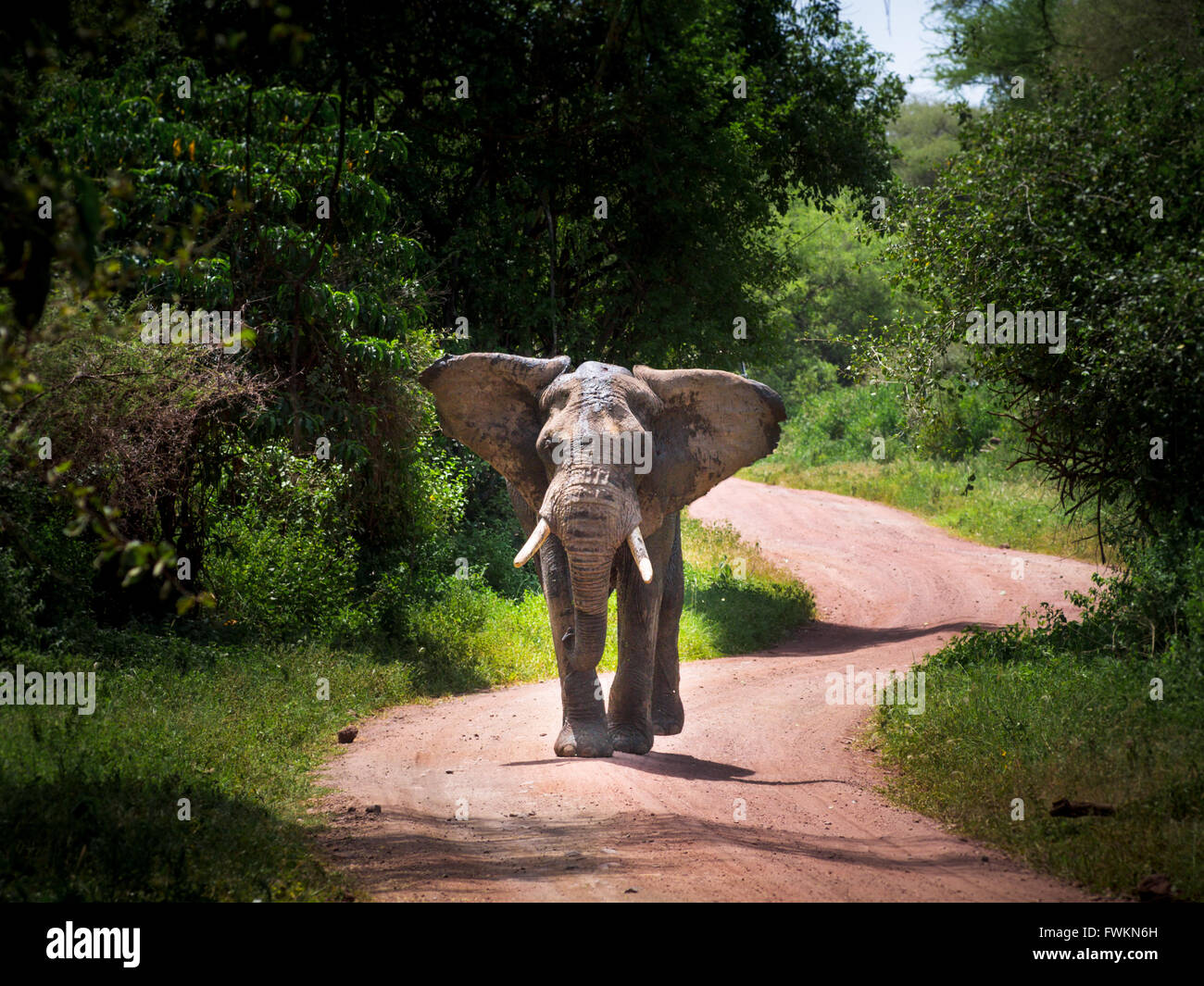Large bull elephant (Loxodonta africana) walking on road in Lake ...
