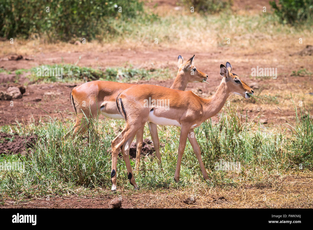 Two female Impala (Aepyceros melampus) grazing in Lake Manyara National ...