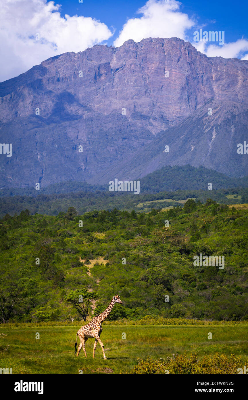 Front on giraffe plain hi-res stock photography and images - Alamy